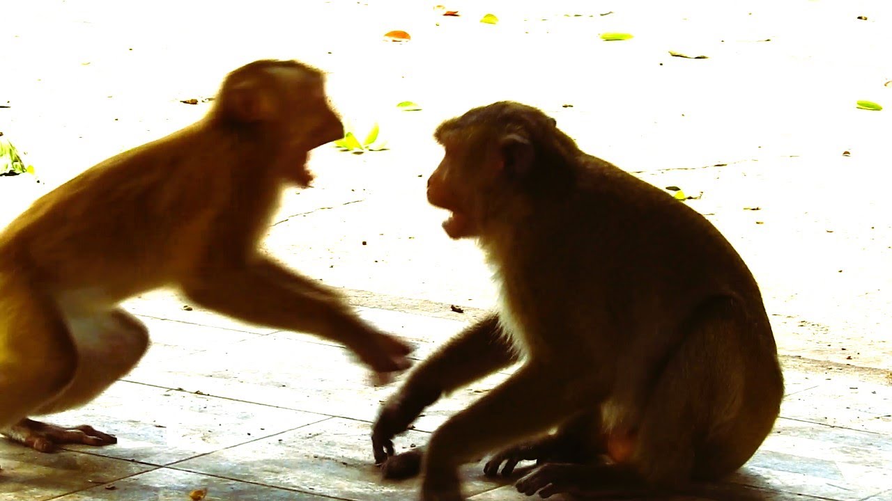 Rocky Monkey angry with big male monkey usual play hurt with him_Funny ...