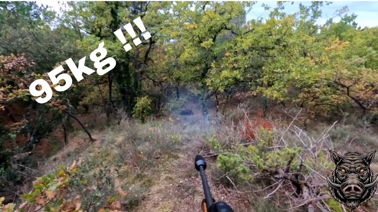 chasse sanglier 95kg #6 2024-2025 #capcut - YouTube