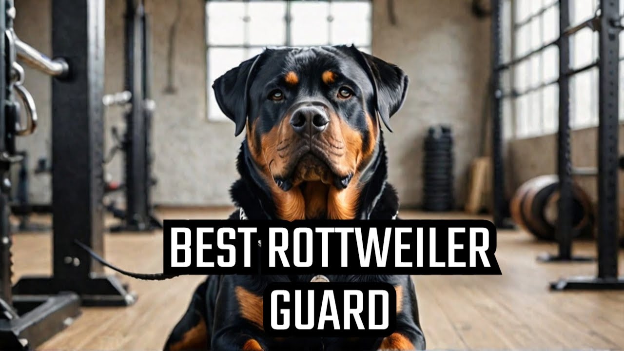 Watch My Rottweiler Become The Most Confident Dog Ever - YouTube