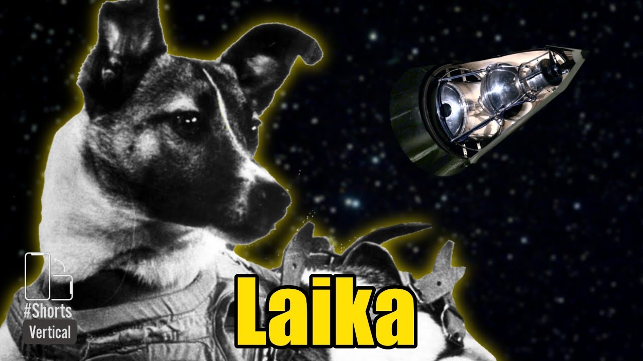 LAIKA: la triste fine del cane-astronauta. - YouTube