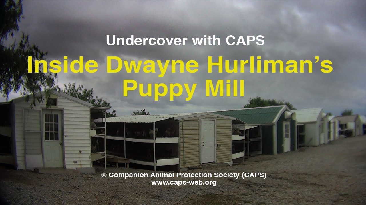 Undercover with CAPS: Inside Dwayne Hurliman's Puppy Mill - Oklahoma ...