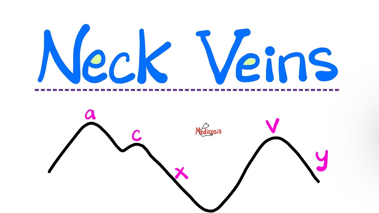 Neck Veins - Jugular Venous Waves (a wave, x wave, v wave, y wave ...