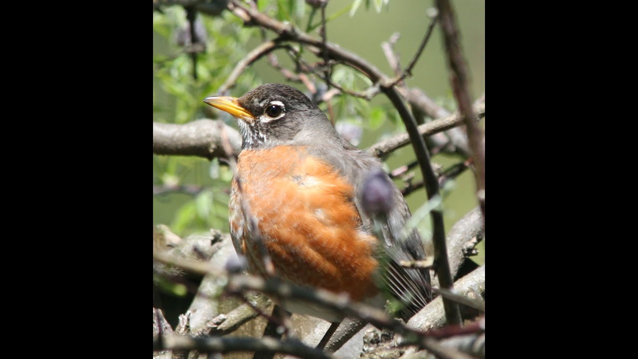 Ah Robin, Gentle Robin - William Cornyshe - YouTube