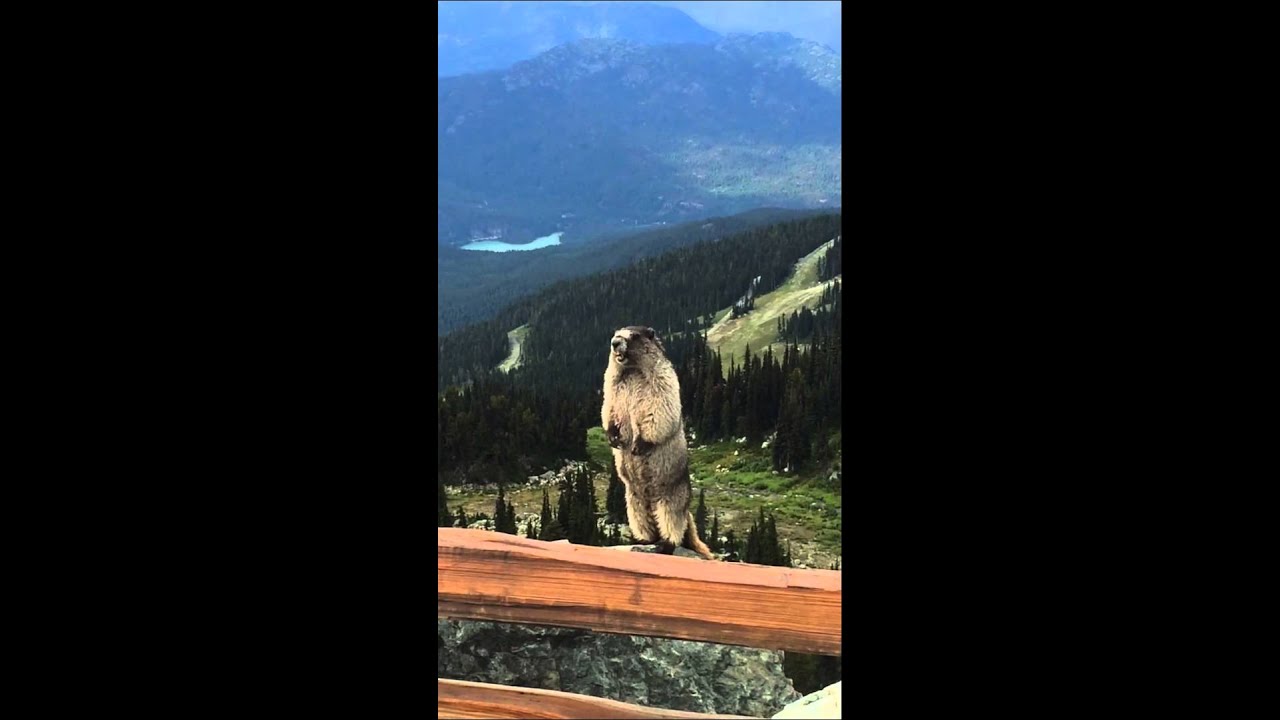 Marmot screaming on Blackcomb Mountain - YouTube