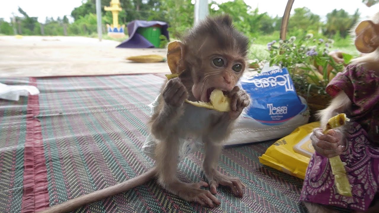 happy adorable Leo and Loe monkeys playing and eating - YouTube