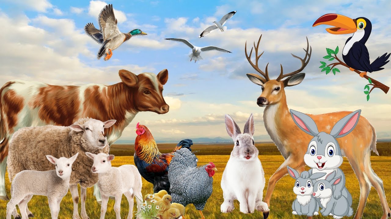 Film About the Life of Animals: Camel, Rhinoceros, Giraffe, Elephant ...