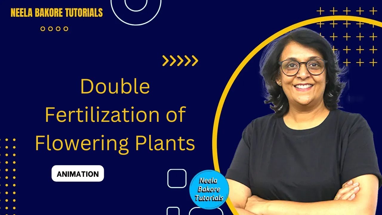 Double Fertilization in Flowering Plants | Animation | NEET | Neela ...