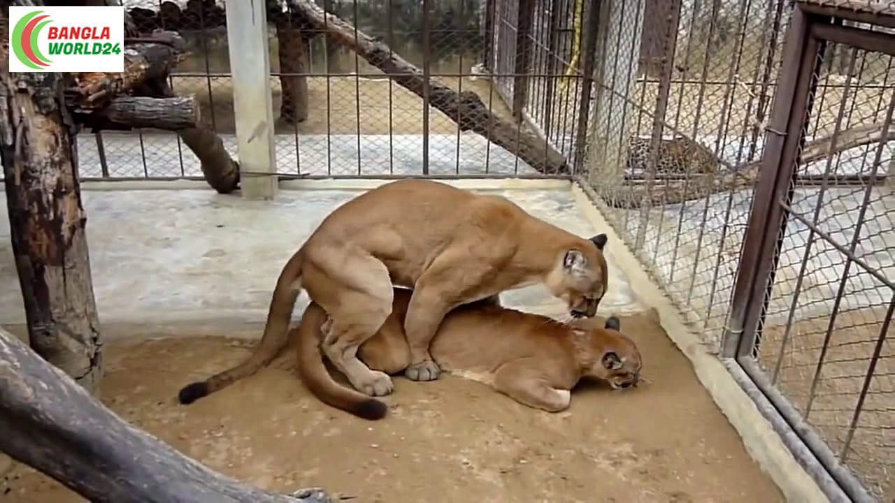 Animal Funny Video Animals Mating Animals YouTube animal-funny-video-animals-mating-animals-youtube