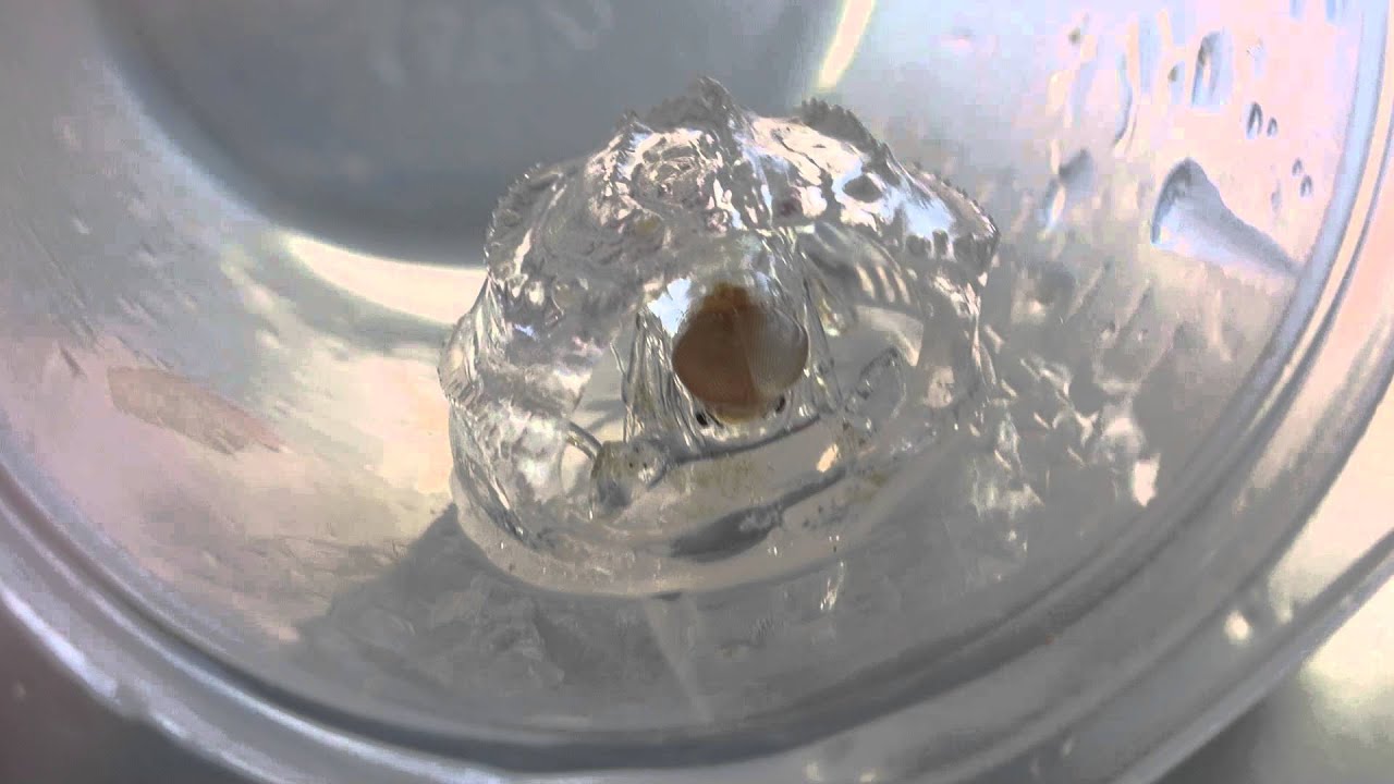 Phronima inside of a Salp - YouTube
