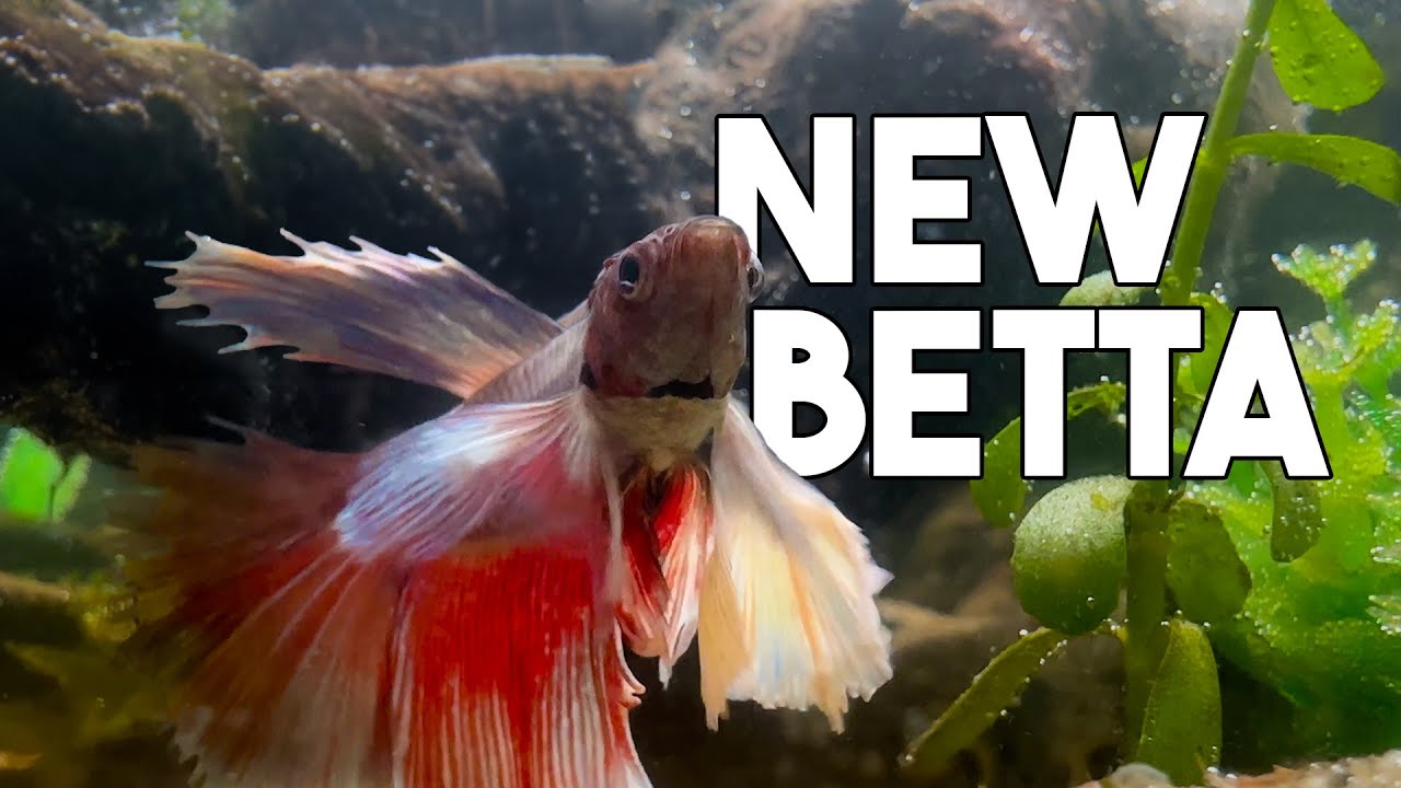 My New BETTA FISH For The Paludarium!! - YouTube