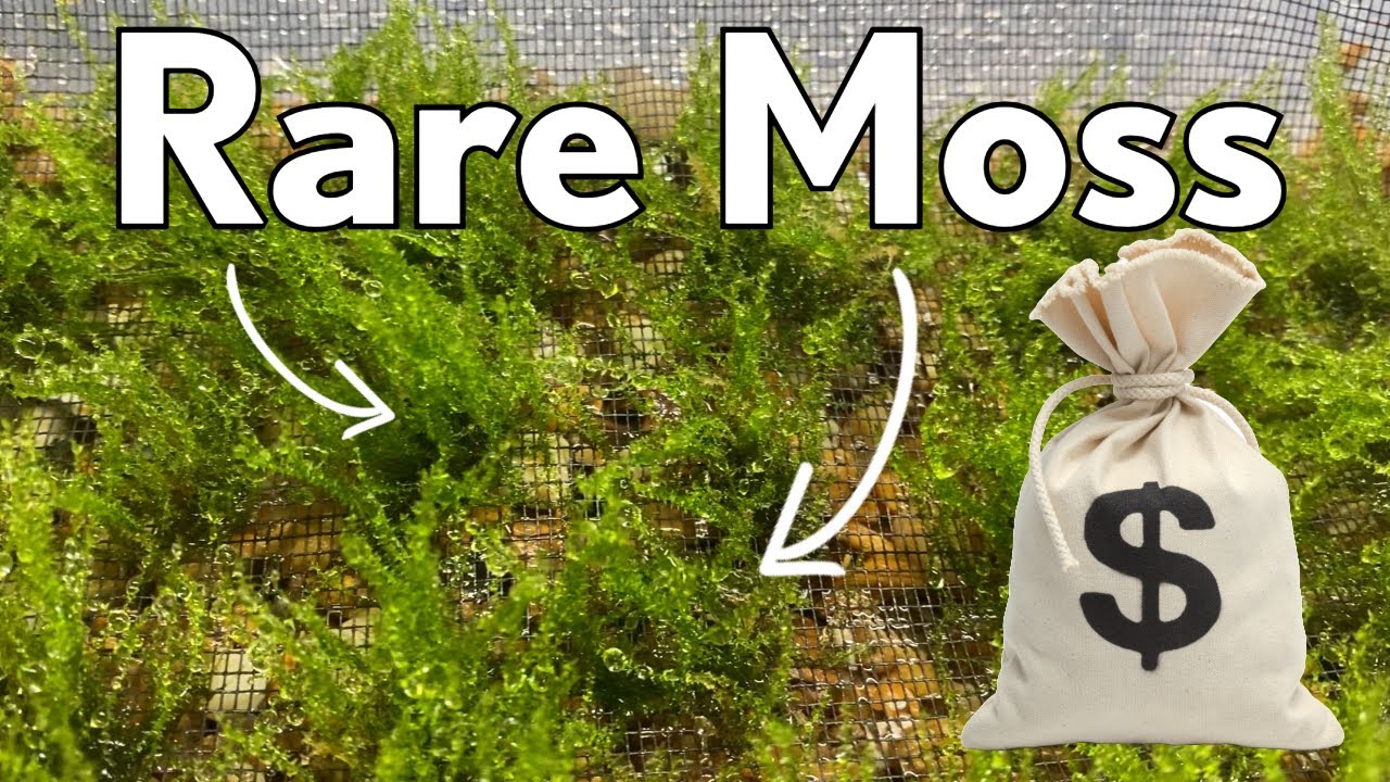 How To Grow Rare Aquarium Moss For Cheap! - YouTube