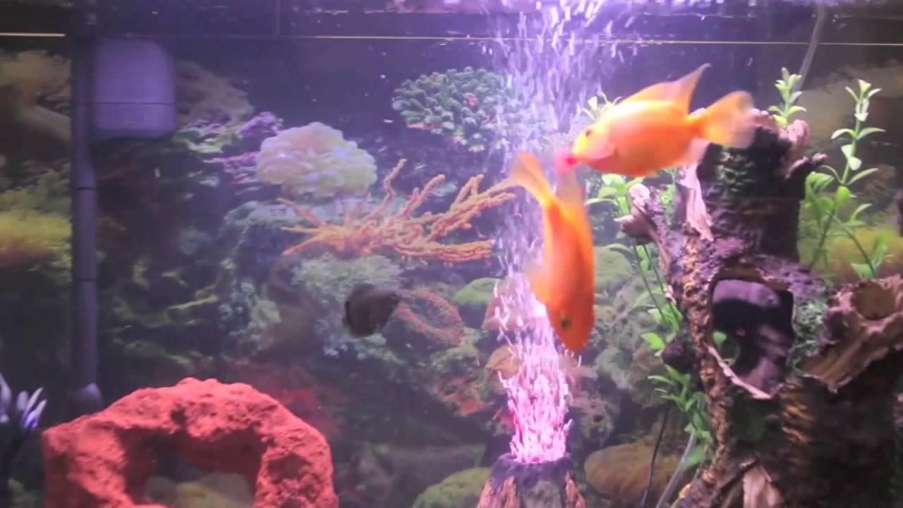 FEEDING BLOOD WORMS TO PARROT FISH - YouTube