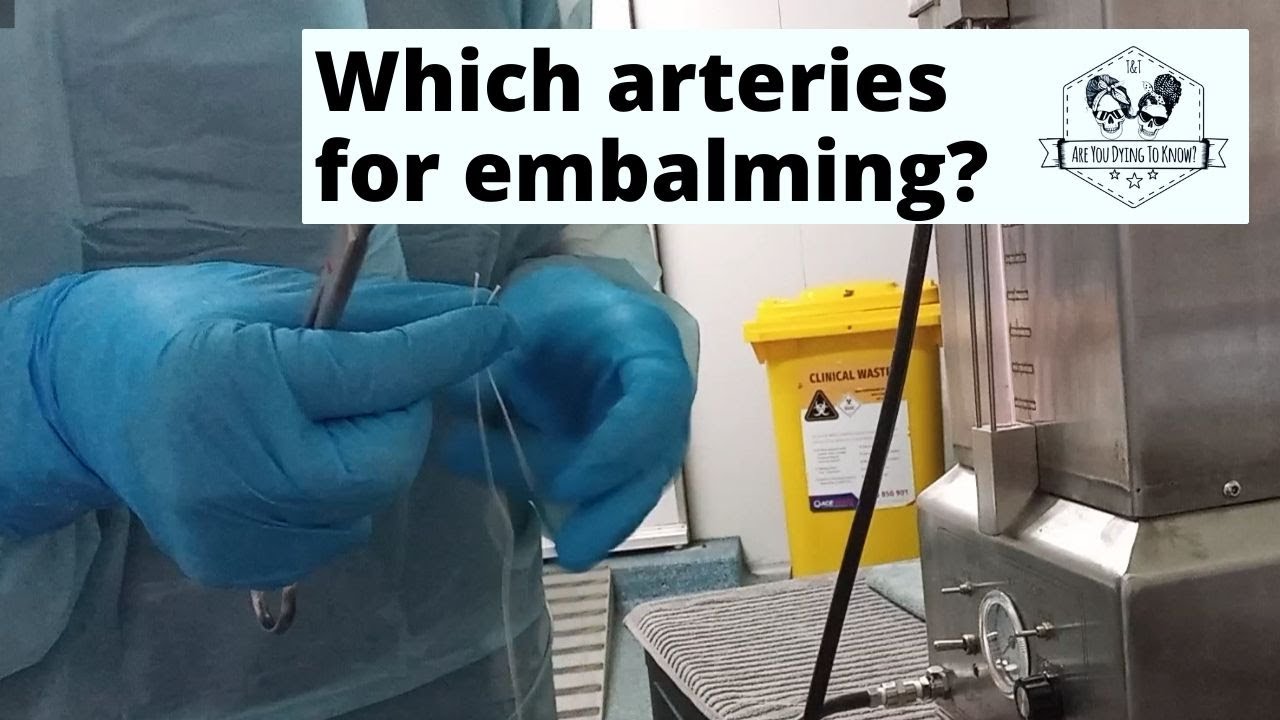 Which arteries do you use to embalm? - YouTube