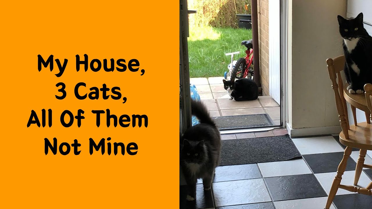 50 Of The Best 'My House, Not My Cat' Moments That Left Humans Totally ...