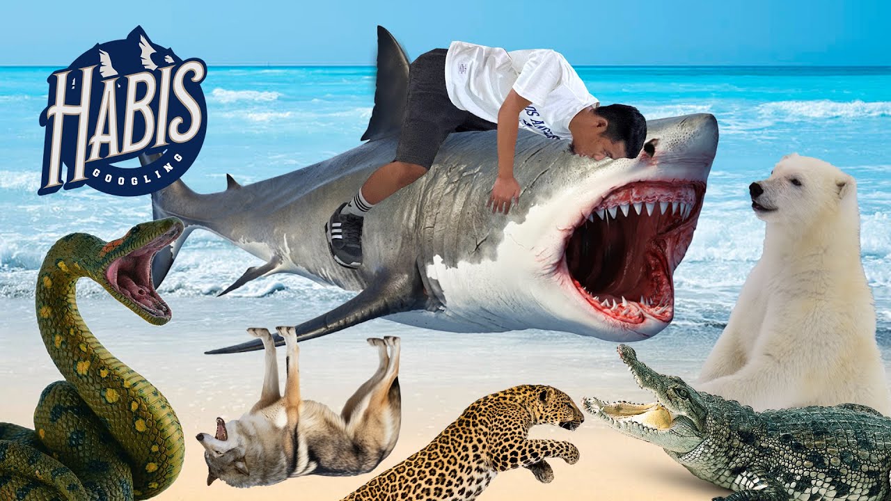 Kompilasi Smack Down Hiu, Anaconda, Buaya, Beruang, Macan Tutul ...