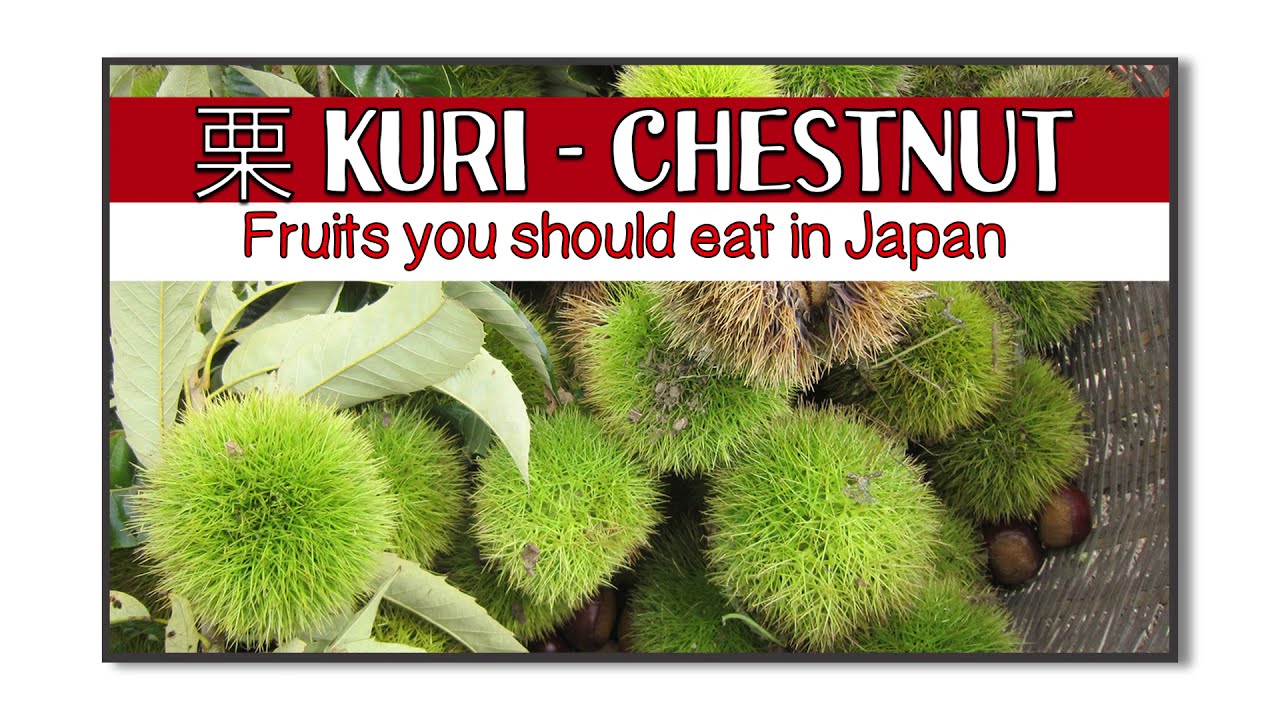 栗 Kuri - Chestnut I Fruits you should eat in Japan I Harvesting - YouTube