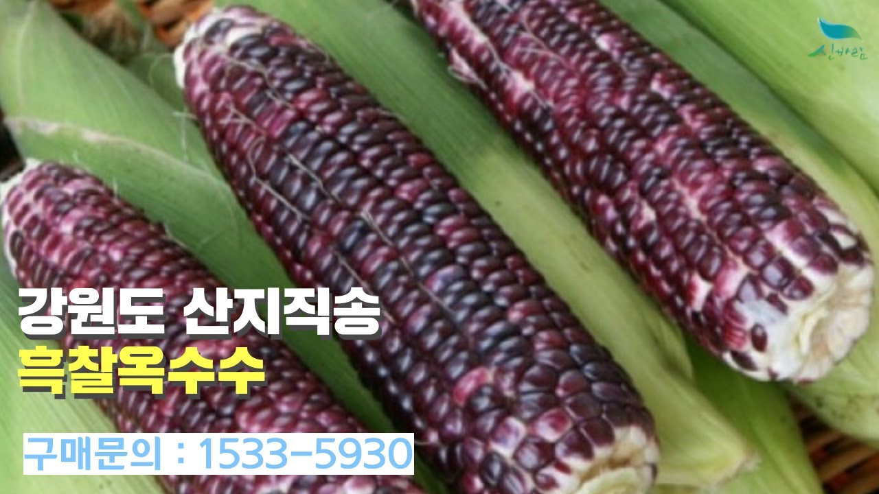 신바람 농산물 협력농가 판매상품 강원도 산지직송 흑찰옥수수 판매 중고트랙터 중고농기계 경운기 관리기 스키로더 굴삭기 화물