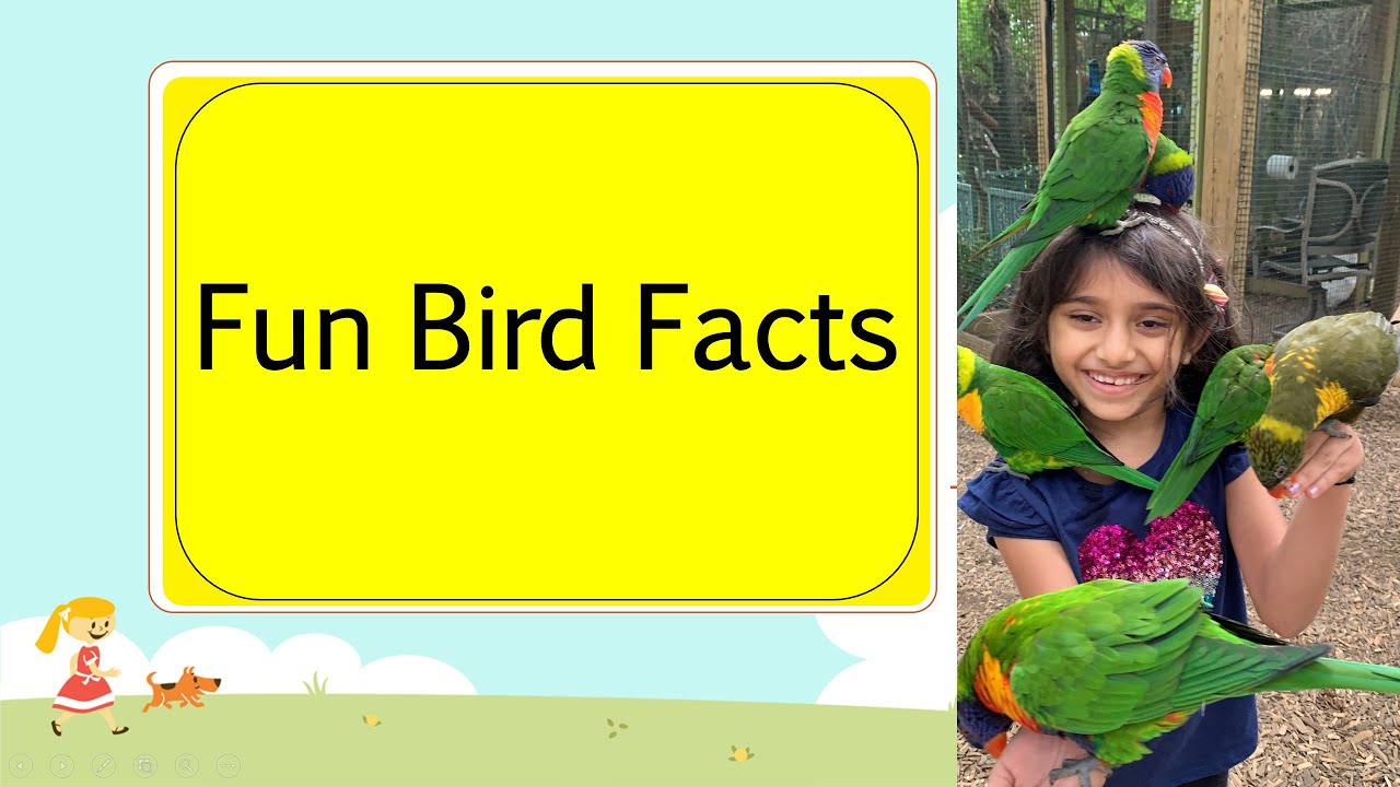 Fun Bird Facts | Learn some interesting information about Birds - YouTube
