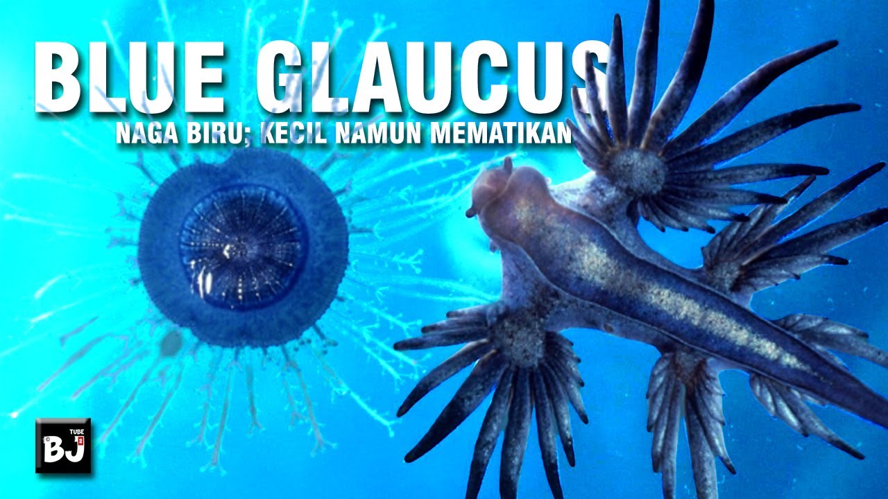 BLUE GLAUCUS ATLANTICUS; SIPUT NAGA LAUT BIRU - YouTube