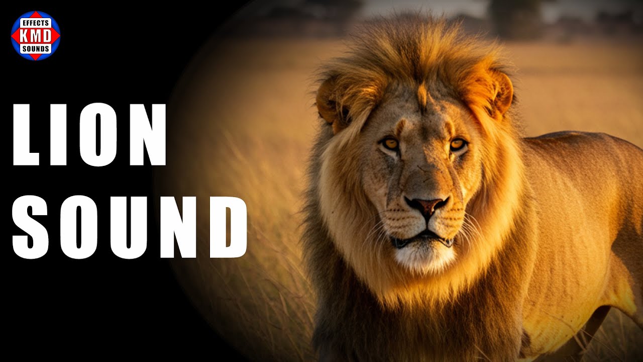 LION SOUND – ANIMAL SOUNDS – sound effects - YouTube
