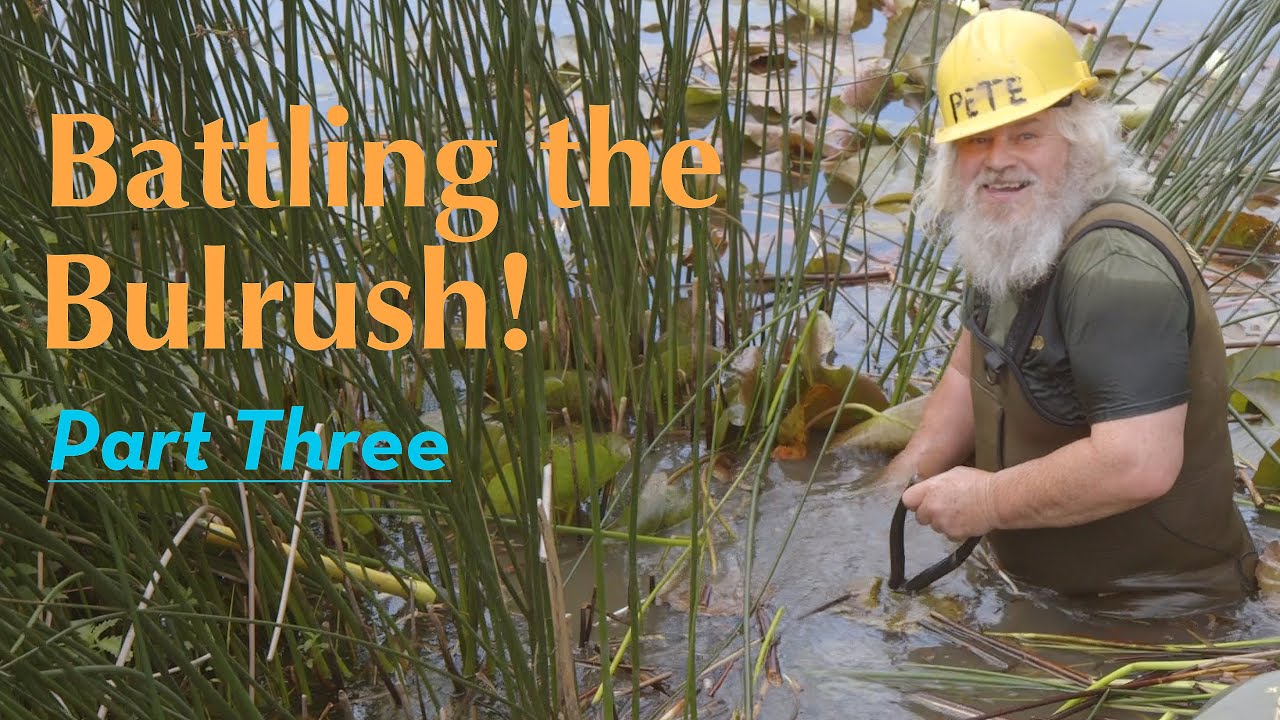 Battling the Bulrush! Part Three - YouTube