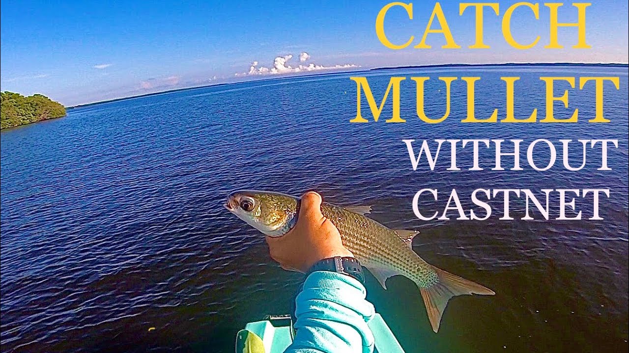HOW TO CATCH MULLET WITHOUT CASTNET - YouTube