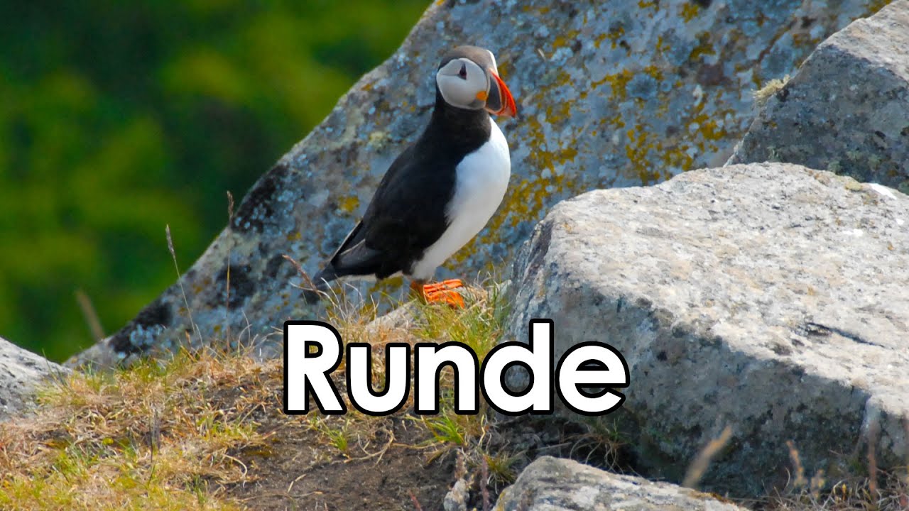 Runde - The Bird Island | Sunnmøre - YouTube
