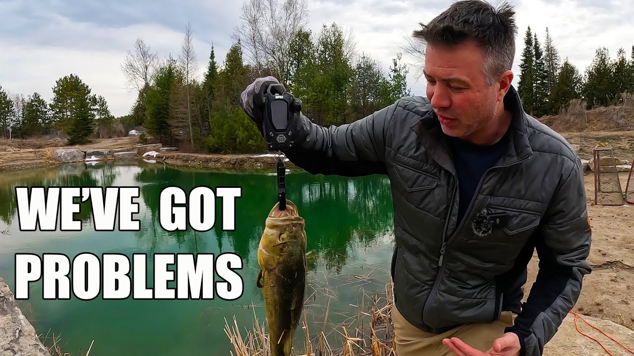 Dead Bass at the Backyard Pond! Time for an Investigation - YouTube