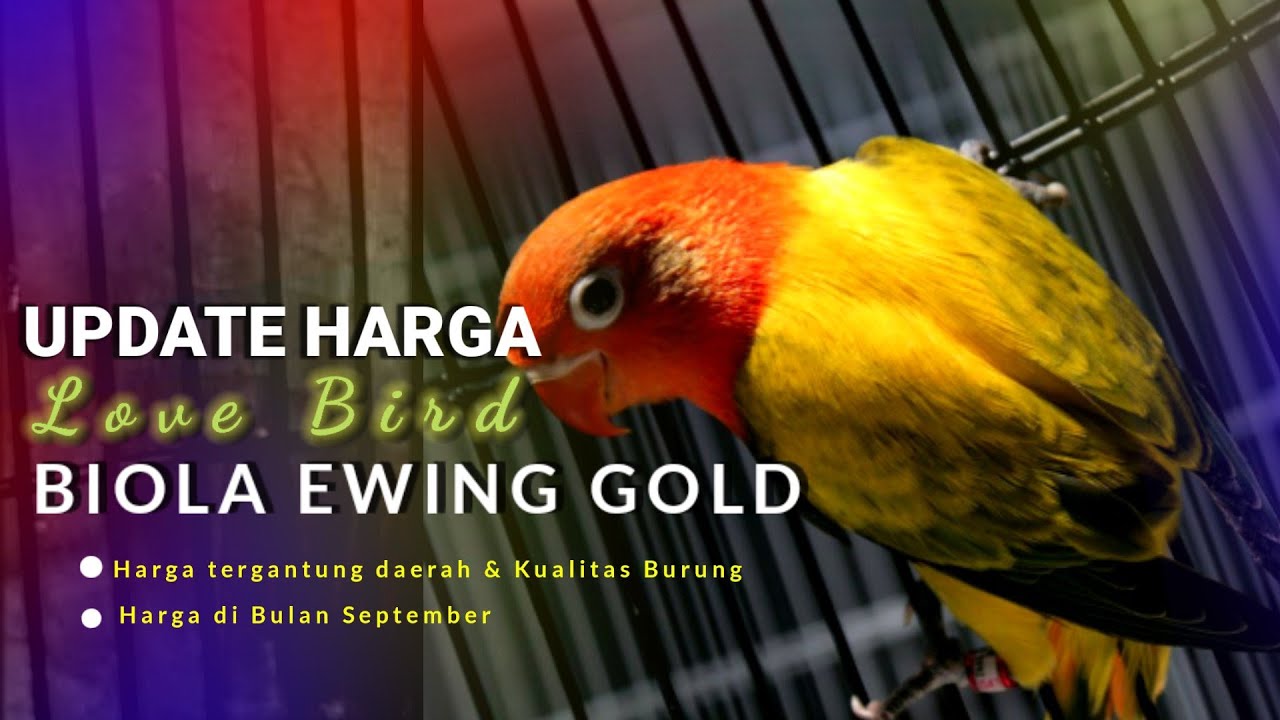 update harga lovebird terbaru biola ewing gold di bulan september 2022 - YouTube