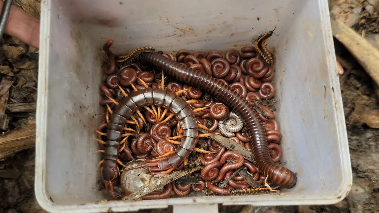 Catch Surprising a Dragon Gold-Leg Centipede Under Banana Leaf In The ...