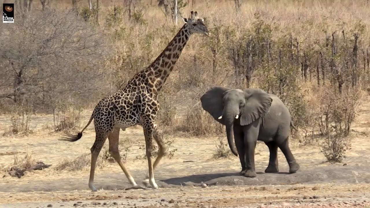 Nyamvu Safari Area 2020 - YouTube