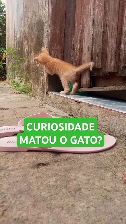 A CURIOSIDADE MATOU O GATO ? - YouTube