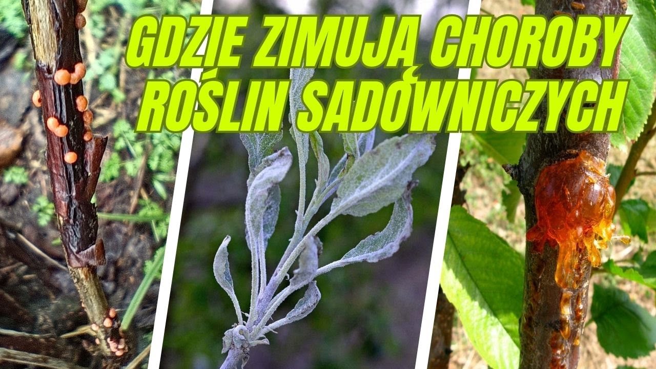 Gdzie i jak zimują choroby drzew i krzewów owocowych. Jak zwalczać te ...