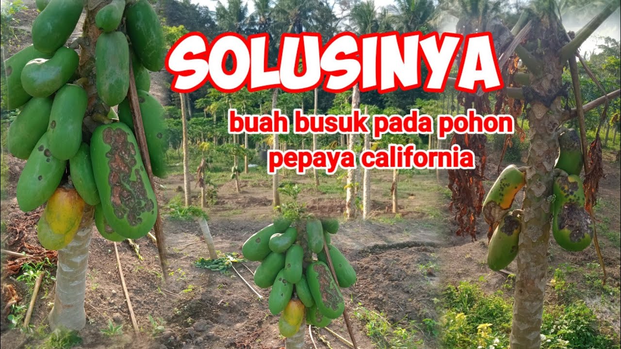 cara mengatasi buah busuk pada pohon pepaya california - YouTube