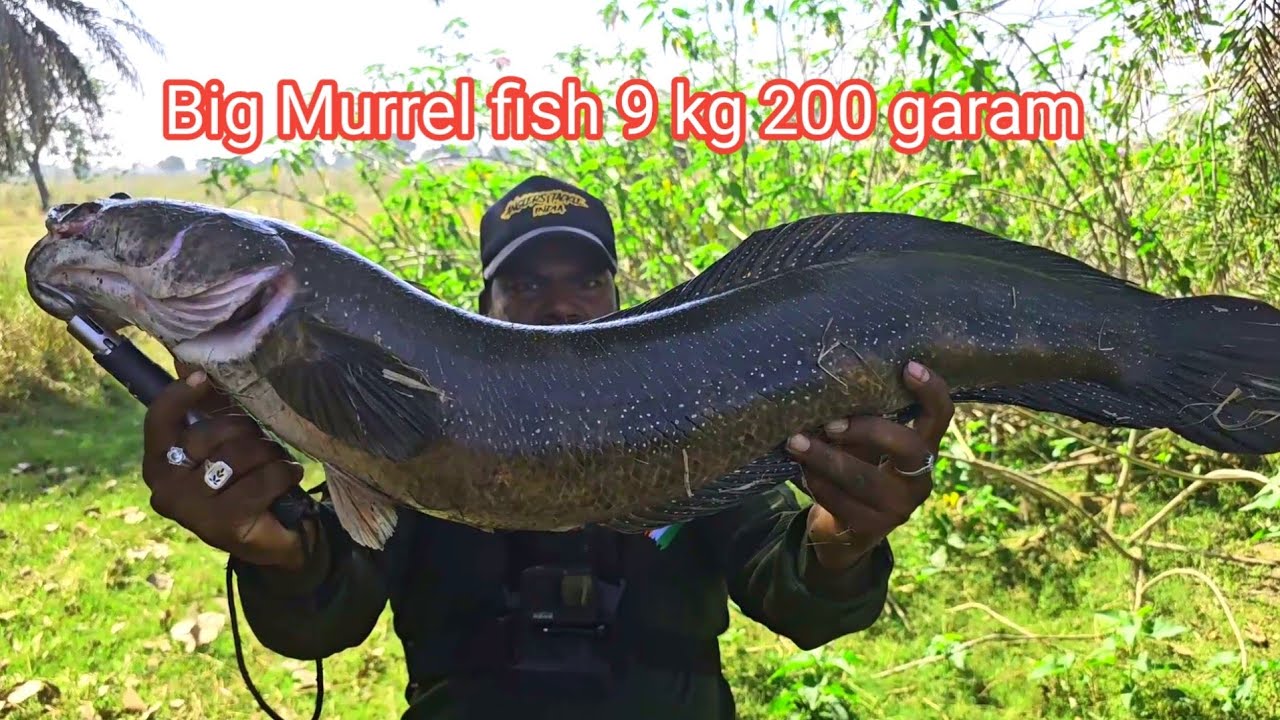 Big Murrel Fishing Video | Fishing Frog Fishing Techniques | Ahtesham ...
