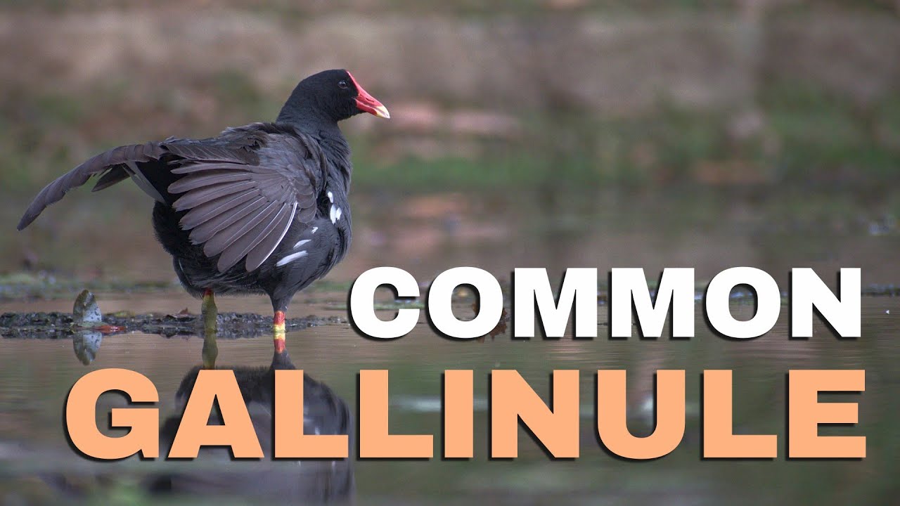 Common Gallinule: Diet and Ecology (Aves / Gruiformes / Rallidae ...