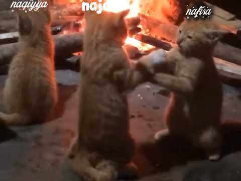 Duo bocil yang berantem susah dipisah