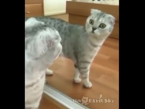 【猫】おもしろ動画　可愛いしぐさ　爆笑　ペット　Vine20連発まとめ3