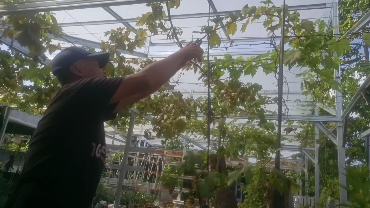 FOUNDATION PRUNING ANGGUR TRANSFIGURATION || ANGGUR YE-YE - YouTube