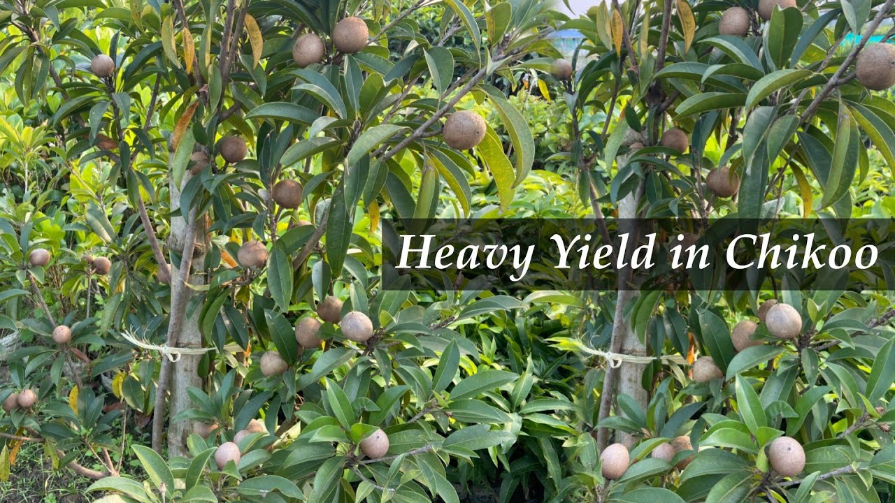 What is the Best Verity in Chikoo for Commercial Farming || Best ...