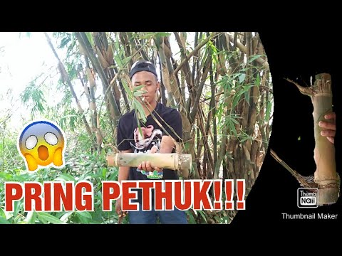 Pring pethuk?? - YouTube