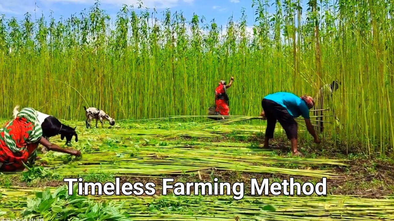 Cutting Jute with Scissors in the Fields || agriculture video || jute ...