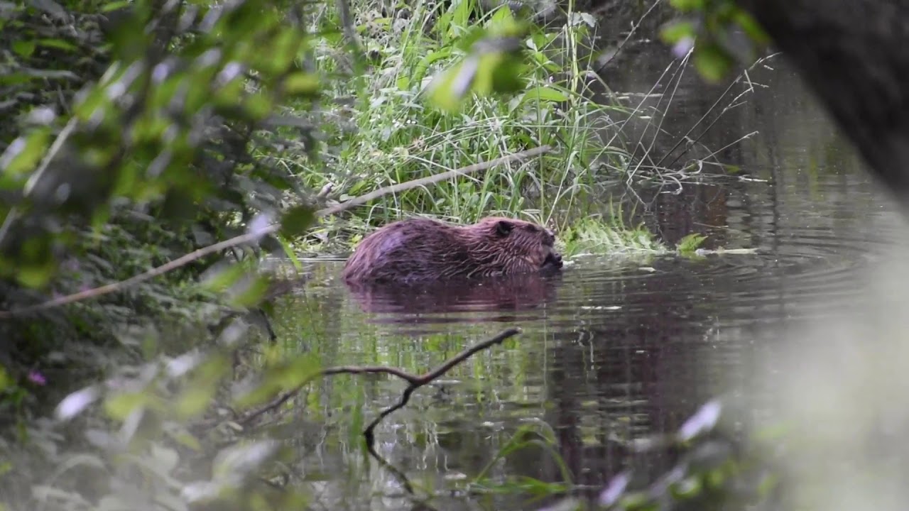 Swedish Beaver - YouTube