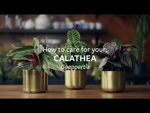 How Big Do Calathea Plants Grow