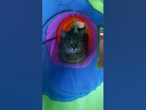 По глазам видно, что хитрит Труба для кошек #shorts #кошки #кошкивидео ...