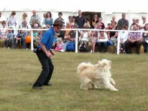 K9 Freestyle dog dancing display team - YouTube