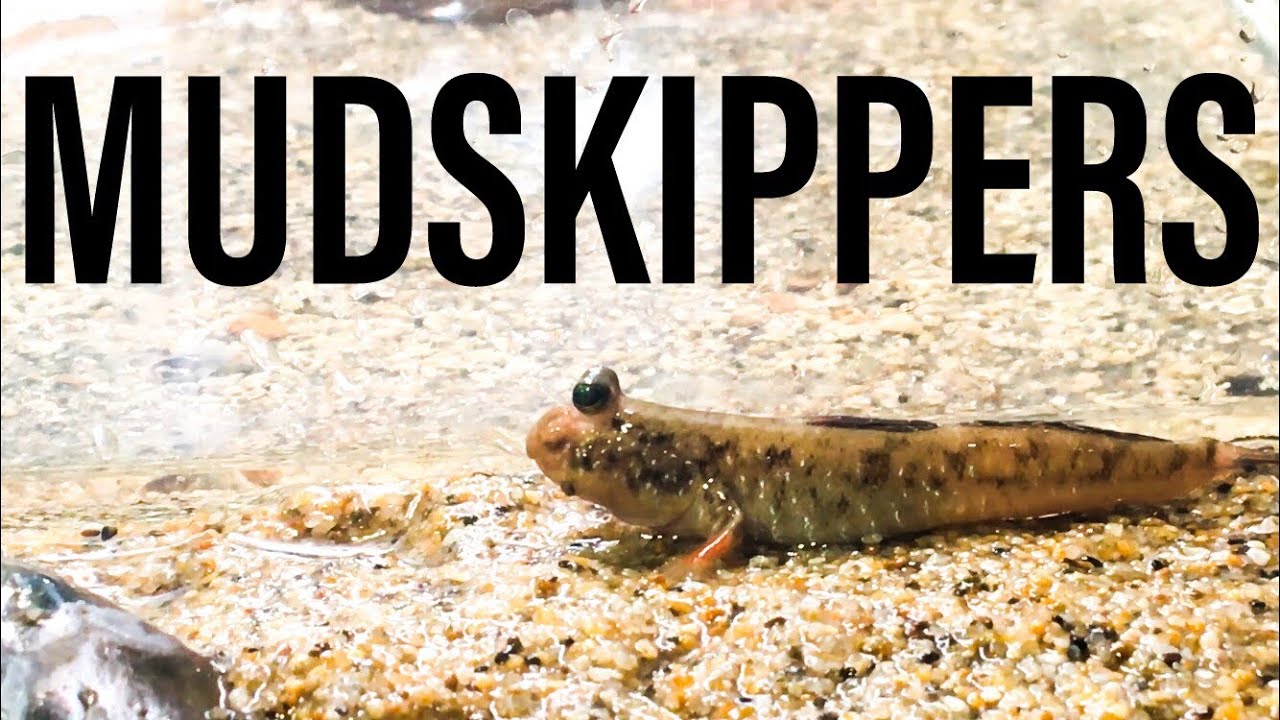 My Mudskipper Tanks! - YouTube