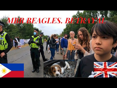 MBR BEAGLES BETRAYAL😡🤬 PLEASE HELP FREE THE BEAGLES, in MBR ACRES ...