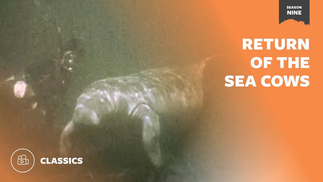 Return of the Sea Cows | Mutual of Omaha's Wild Kingdom - YouTube
