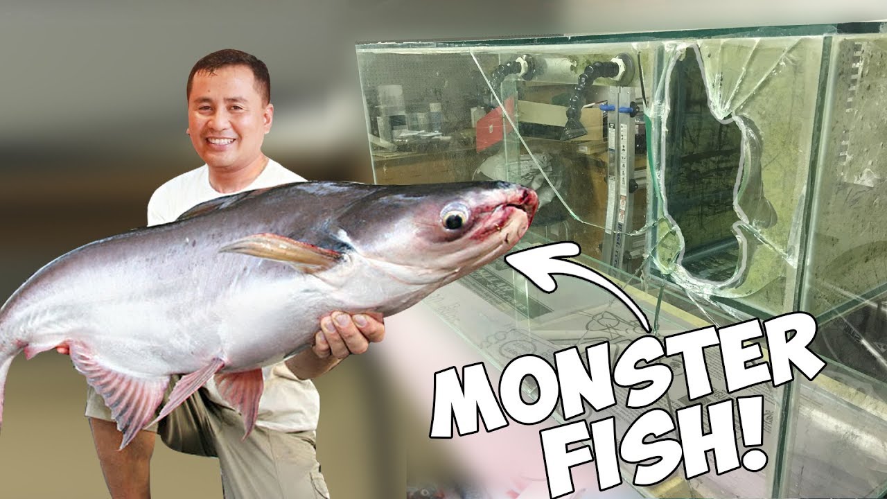 MONSTER FISH BROKE 100 GALLON AQUARIUM TANK! - YouTube